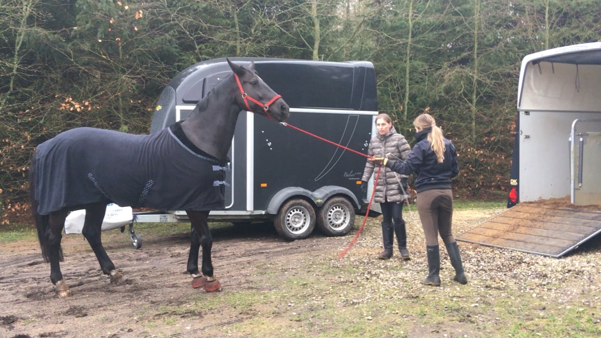 Trailerlæsning: Når hesten ikke vil med hjem! - Line Bonde