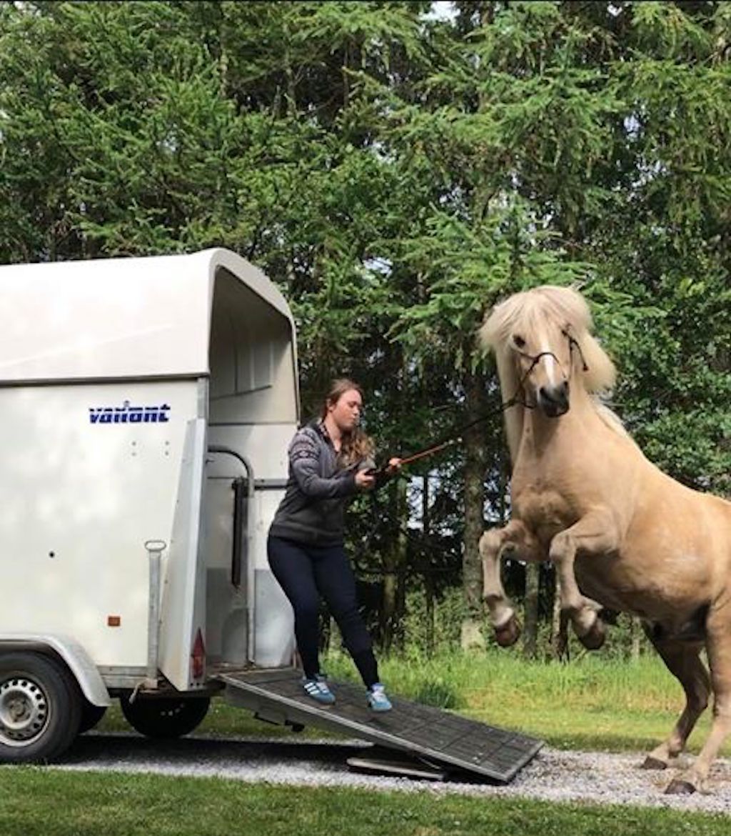 Traumatiseret heste - Line Bonde